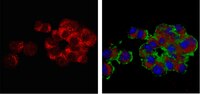 Anti-Vesicular Glutamate Transporter 3 (VGLUT3) Antibody | AB5421-I